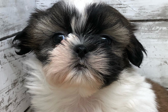 Y018-59 シーズー♀ | トーリーメイト-TORIMATE-関東地域ペットショップ